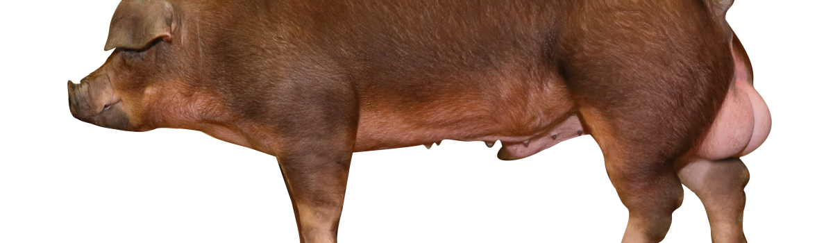 PIC führt den PIC®800 als neuen Gold-Standard für Duroc-Endstufeneber ...
